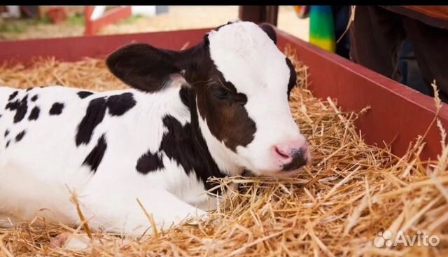 Телята от 1-2,5