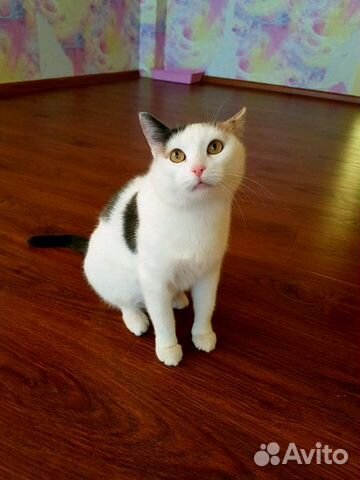 Кошка ищет дом