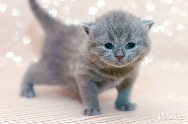 Британка короткошерстная девочка Ева