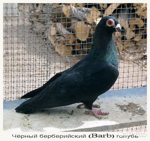 Голуби спортивные и драконы