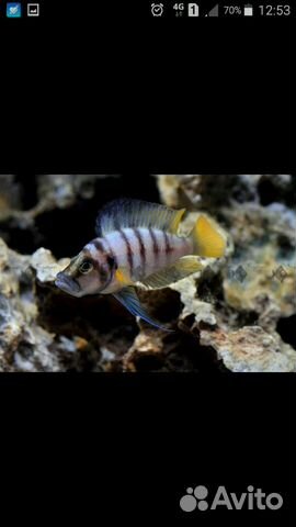 Цихлиды озера Танганьики