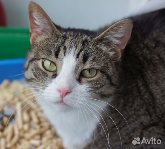 Красавица кошечка Сандра, стерилиз, привита. Приют