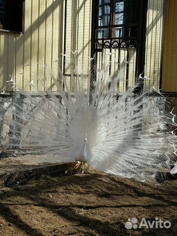 Павлины двухлетние, годовалые, месячные