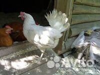 Куры для дачи и дома