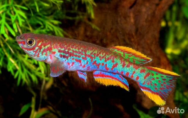 Афиосемион гарднера