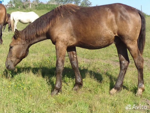 Жеребец владимиро - латвийский