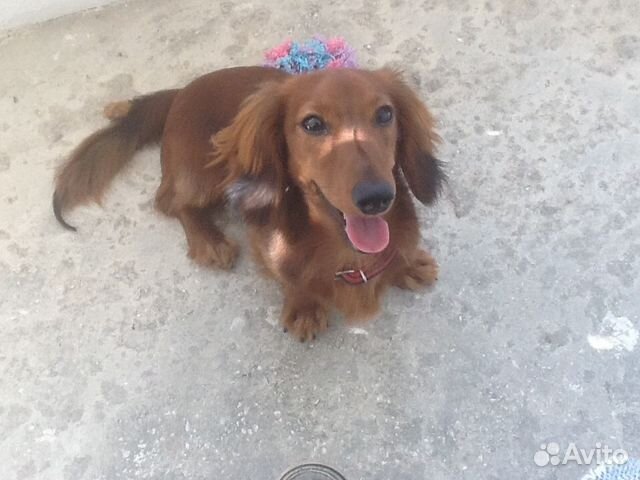 Отдам в хорошие руки кобеля кроличьей таксы