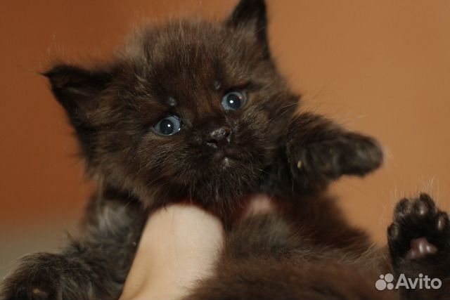 Отдаем малышей через две недели