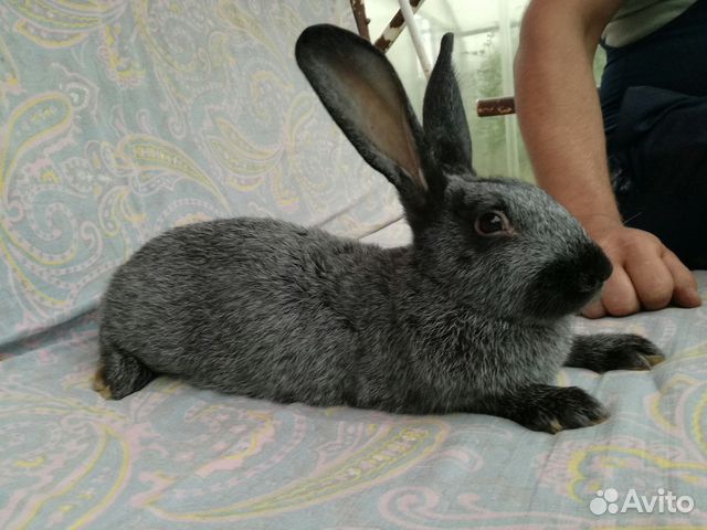 Кролики - серебристый (полтавское серебро)