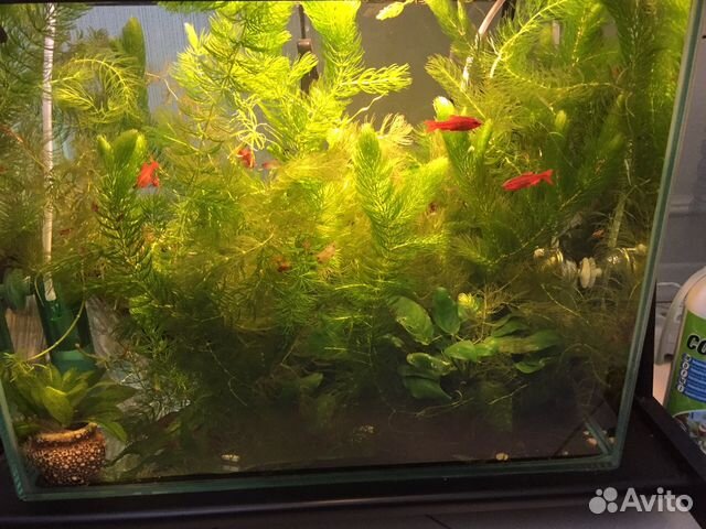 Роголистник (свежая прополка)