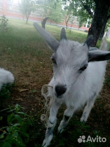 Продаем козлика