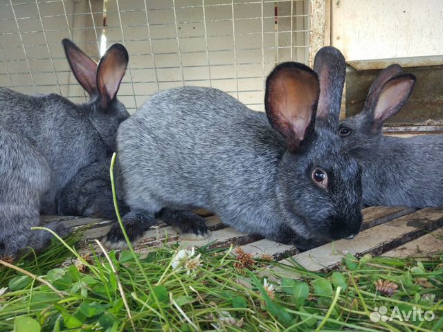 Кролики породы серебристый