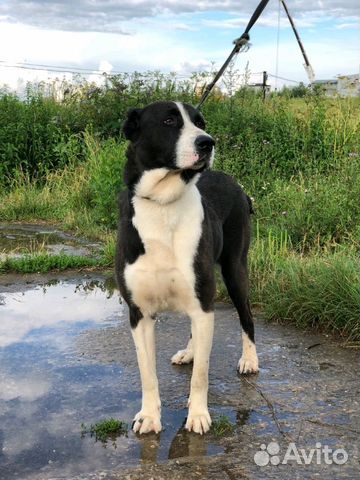 Алабай в Дар. Ариша