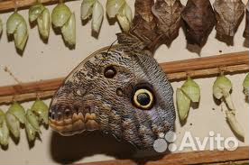 Куколки бабочек