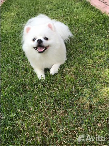 Белоснежный померанец вязка