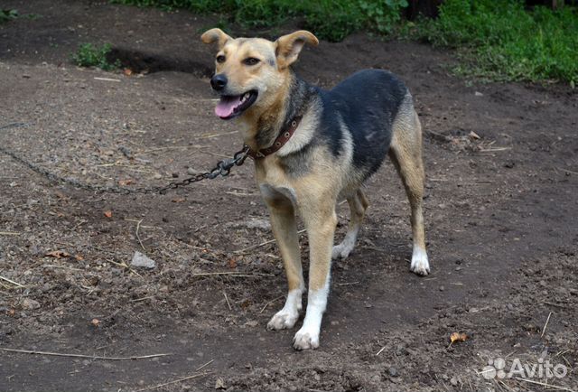 Айрис собака