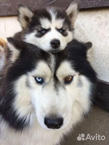 Щенки Хаски От Этого Красавца
