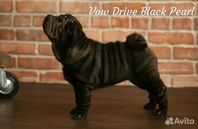 Восхитительные девочки