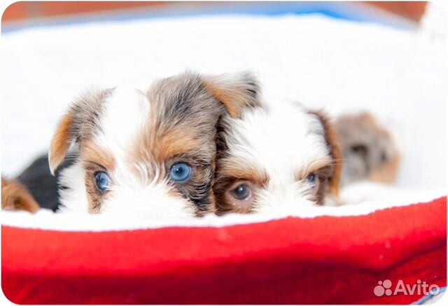 Большой выбор разноцветных йорков