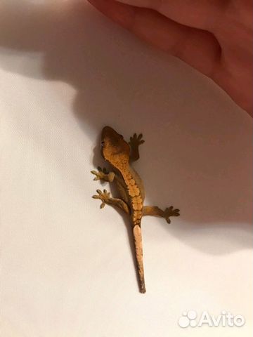 Геккон бананоед (Rhacodactylus ciliatus)