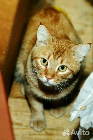 Рыжий кот Ганс ищет дом
