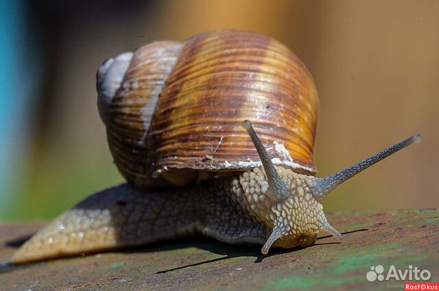 Виноградная улитка. От улитки станет веселей ;)