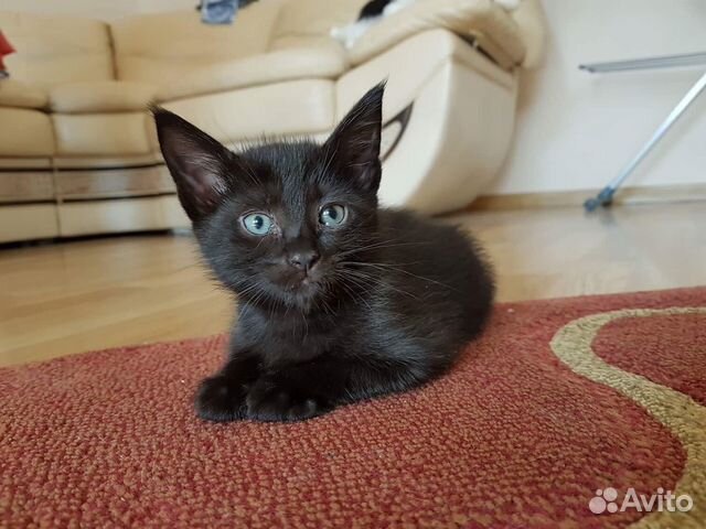 Котята