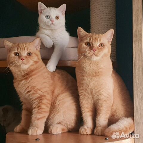 Рыжие британские котята, 5мес