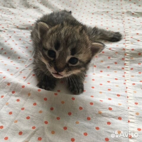 Очаровательные котята от мамы породы чаузи