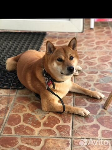 Шиба (сиба) Ину. Мальчик на вязку