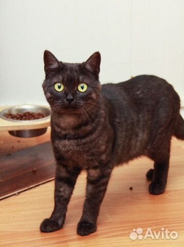 Котик в добрые руки