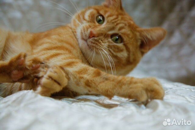 Шикарный рыжий котик в дар
