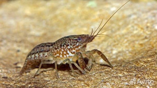 Мраморные раки