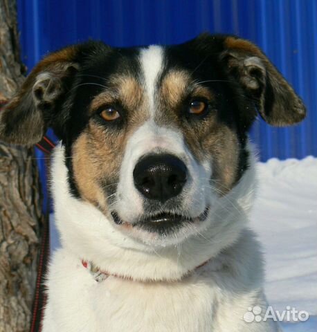 Дику нужен дом