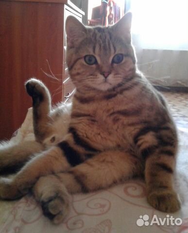 На вязку британского кота Баксика сдам в аренду