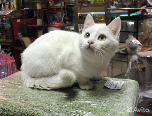 Котенок