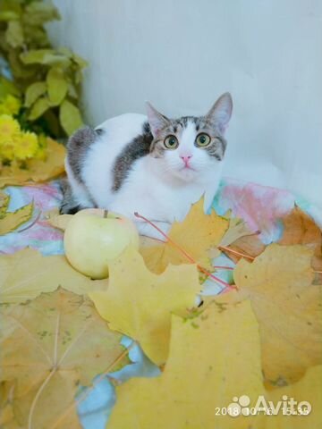 Веселый тигренок (7 мес)