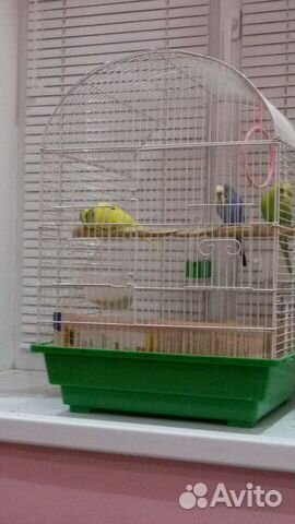 2 Попугая с большой клеткой