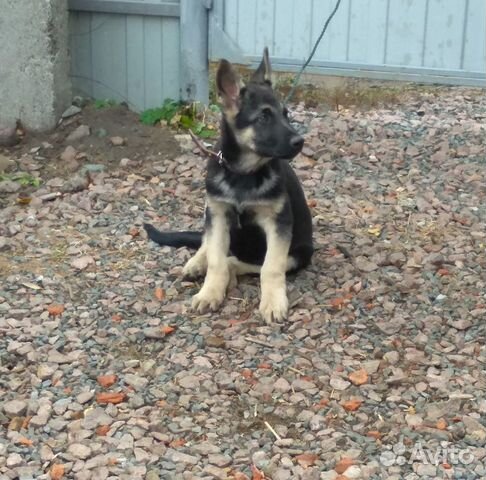 Продаю двух щенков восточников