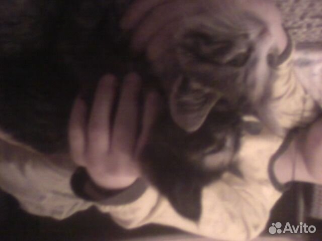 Котята от богатки