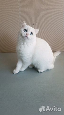 Кошечка. Шиншила колор поинт