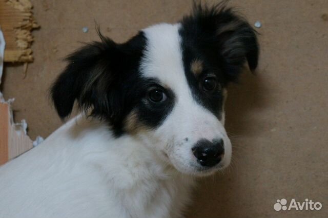 Щенок в добрые руки