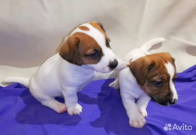 Джек рассел терьер шикарные мальчики
