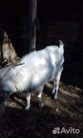 Продам козла