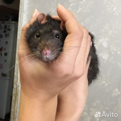 Отдам в добрые руки двух домашних крыс (самцов)