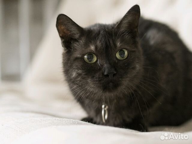 Кошка Агуша