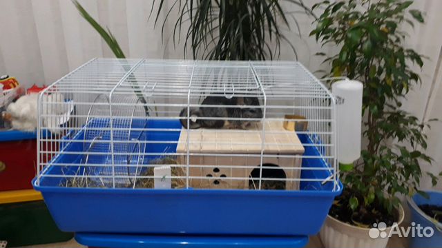 Шиншилла с клеткой и мебелью