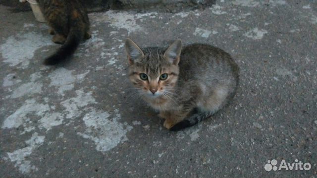 Очаровательные котята