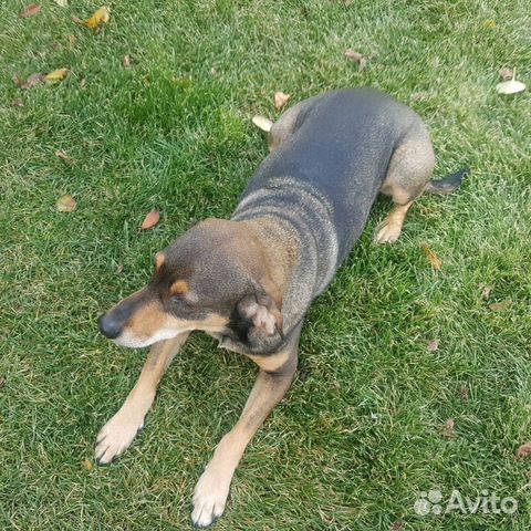 Ищем новую семью для Снуп Дога