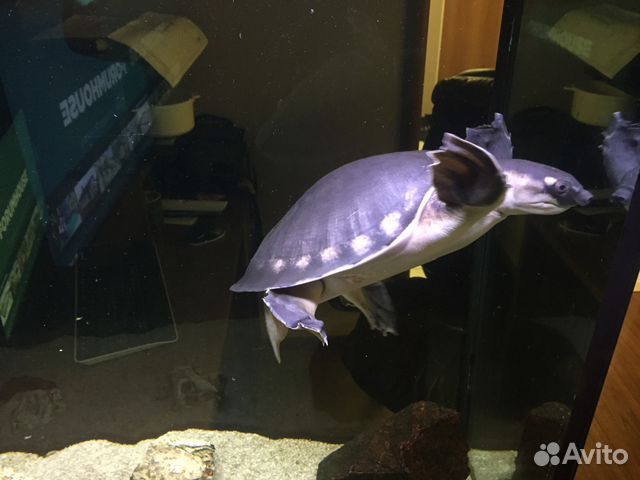 Черепаха свинорылая двухгоготная